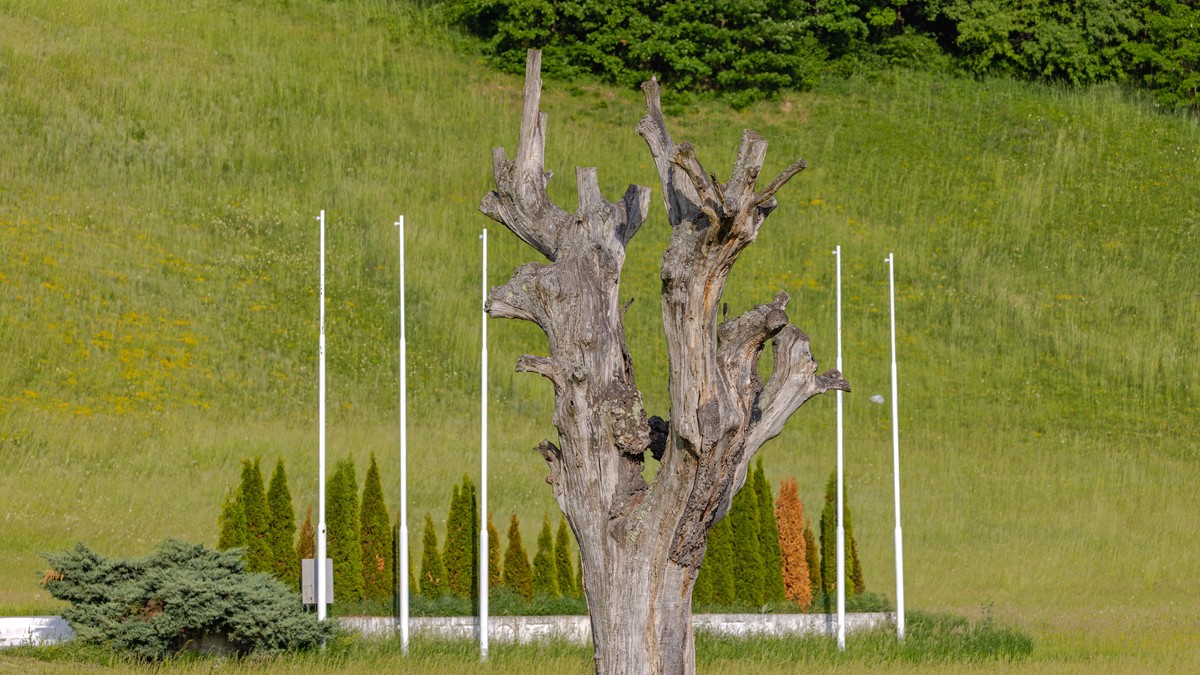Legenda o Takovskom grmu: Priča o starom hrastu koje je "predvidelo ...