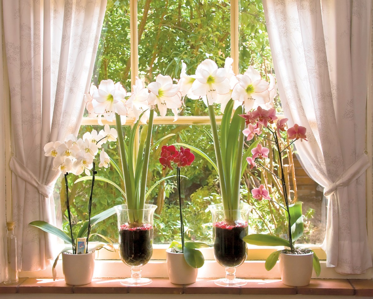 Rastvor iz kućne radinosti koji deluje kao infuzija na biljke - Žena.rs