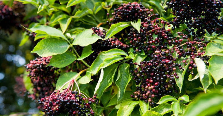 Czarny bez - wartości odżywcze, właściwości i przeciwwskazania