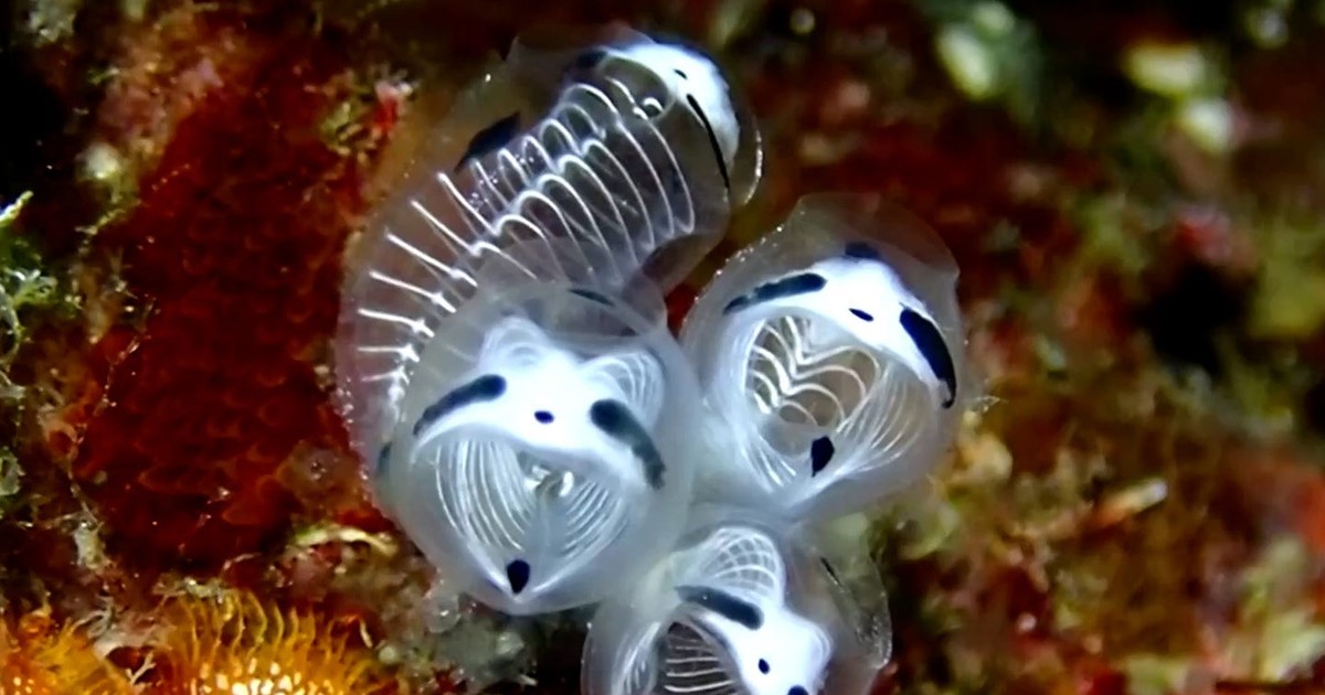 Adorable 'panda skeleton' sea squirt identified as new species ...