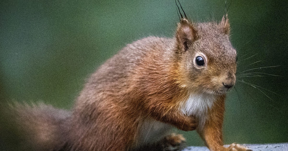A squad of 6 drug-sniffing squirrels is China's latest line of defense ...