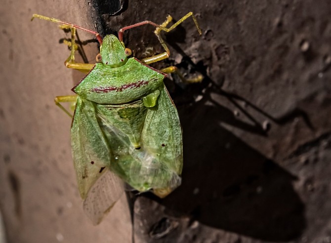DŽINOVSKA SMRDIBUBA mi je uletala u stan: Ako se i vama desi isto ...