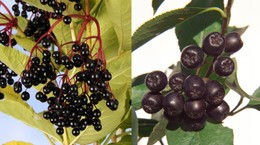 Contrahist - syrop antyalergiczny, wskazania, przeciwwskazania ...