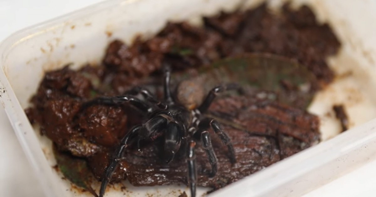 Australia: Pająk atrax wysłany anonimowo, może zabić człowieka