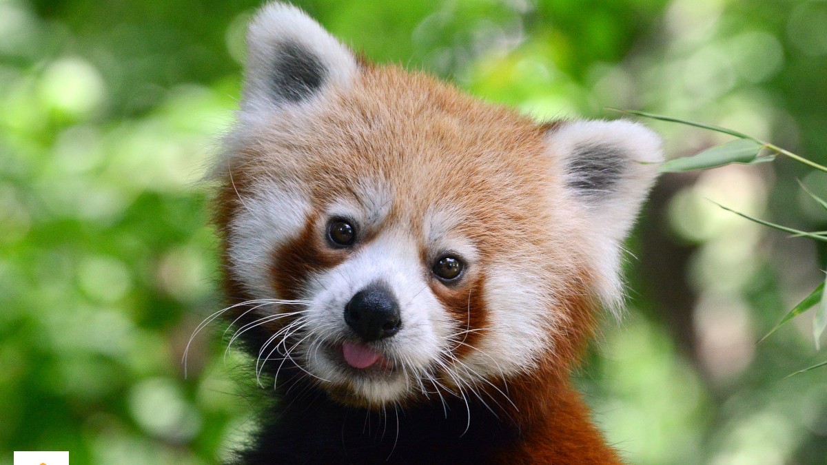 Cuki filmet forgattak a budapesti állatkert kispandájáról - Blikk