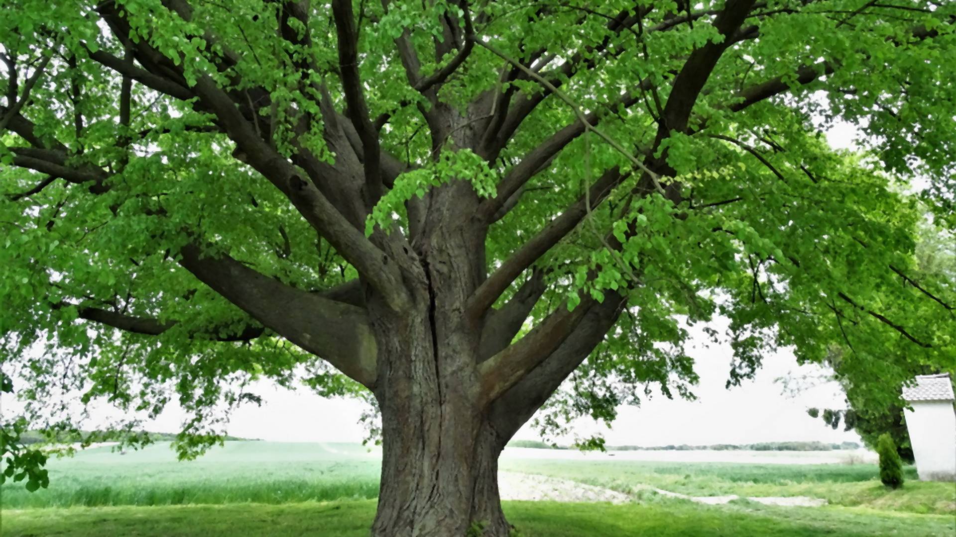 Lipa z Polski walczy w konkursie na Europejskie Drzewo Roku ma 170 lat ...