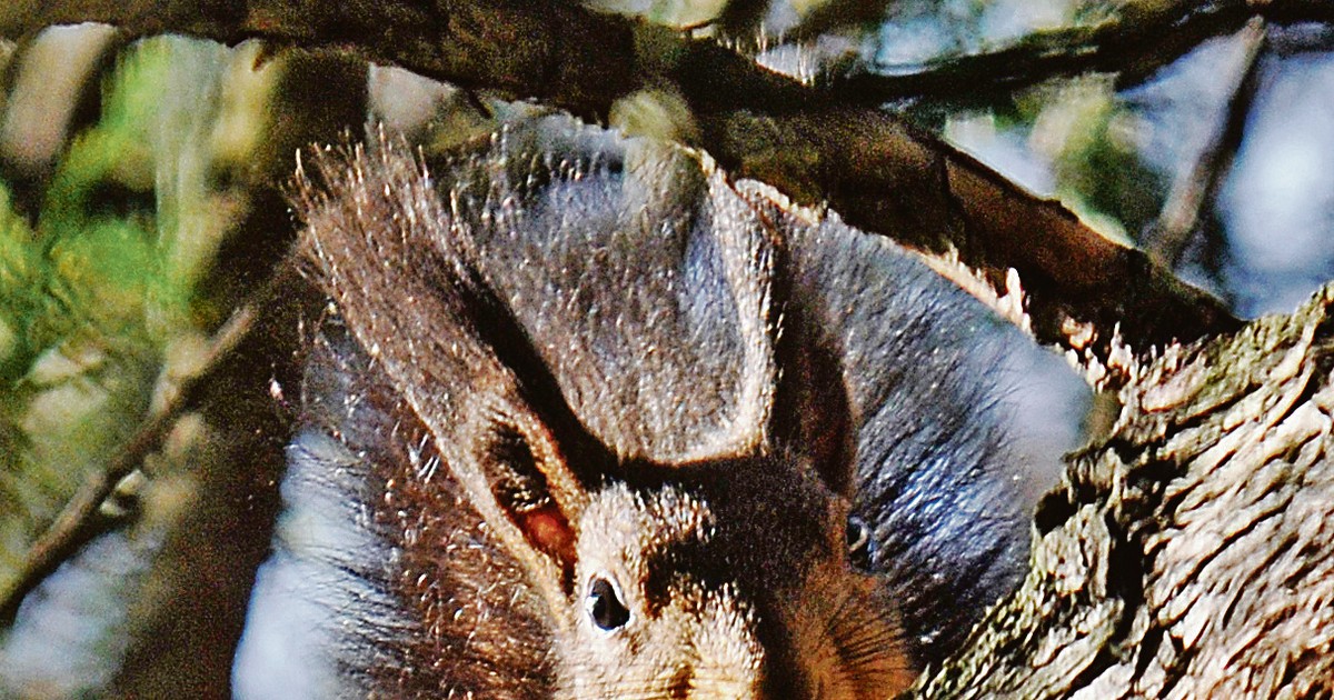 (VIDEO) VEVERICE TERORIŠU NJUJORČANE Stanovnici Kvinsa žive u strahu ...