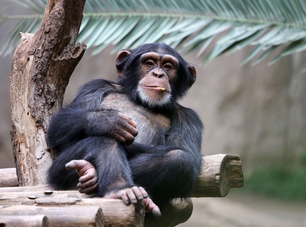 „Communications Biology”: Szympansy "budują zdania" - Forsal.pl