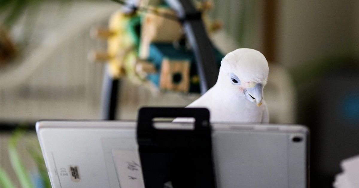 Scientists were delighted to discover that parrots willingly made video ...