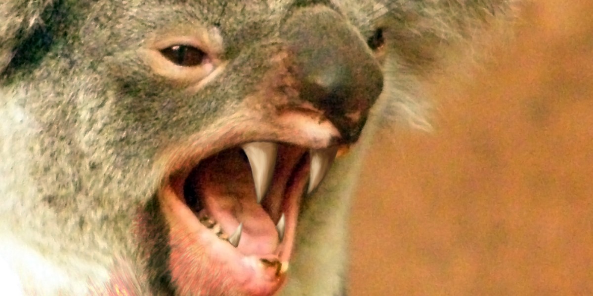 Australia. Misie koala czy krwiożercze, spadające z drzew niedźwiedzie ...