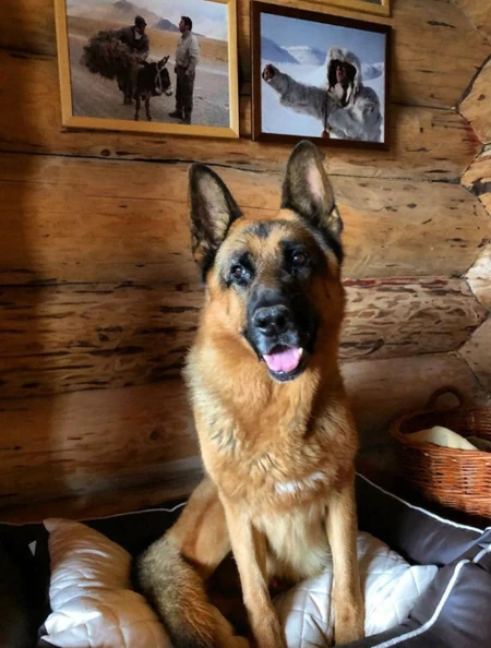 Jovan Memedović ima kuću od drveta usred šume - Blic