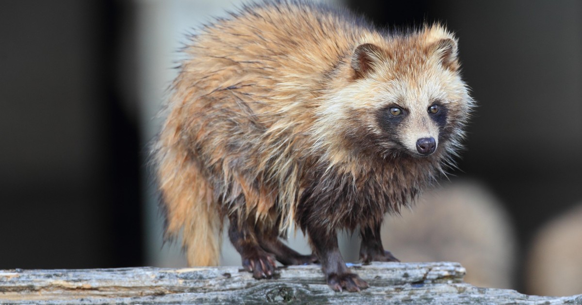 Wszędobylski jenot utknął na płocie