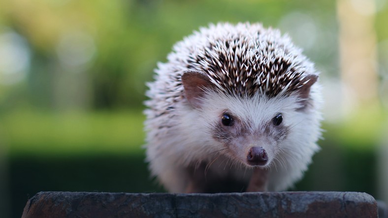 Jeż w ogrodzie - warunki do życia jeża w ogrodzie - Dom