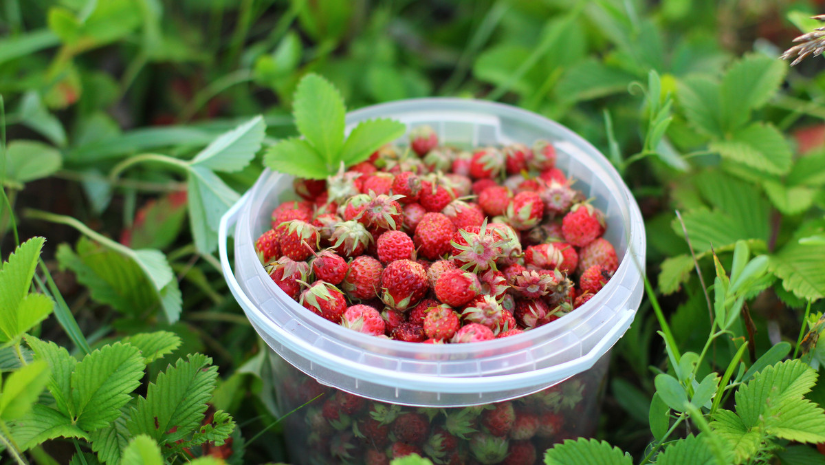 Poziomki - uprawa na balkonie i rabatach, pielęgnacja, właściwości - Dom
