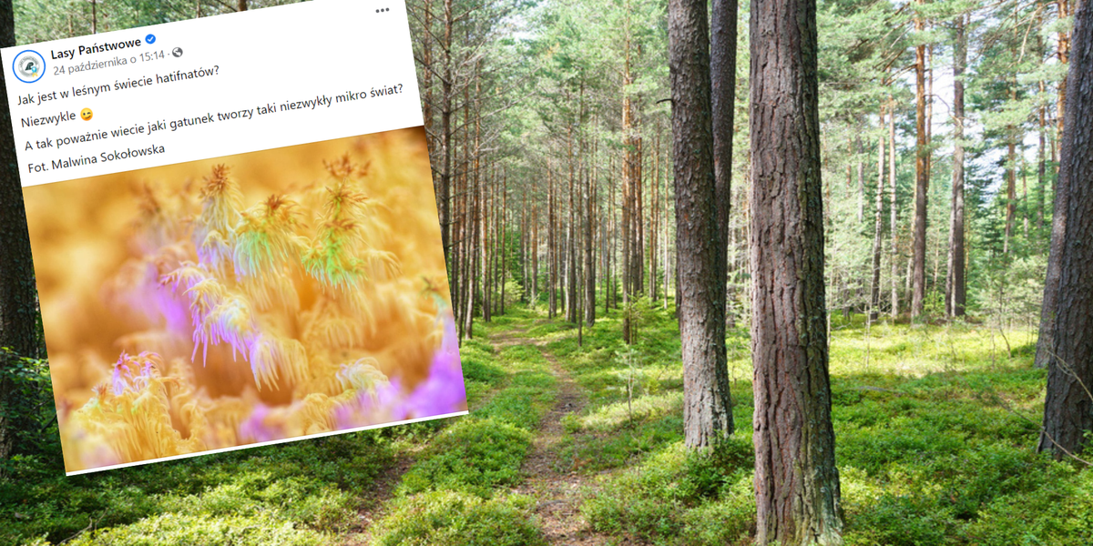 Leśnicy "przyłapali" w Polsce hatifnaty z "Muminków". Taki widok to ...