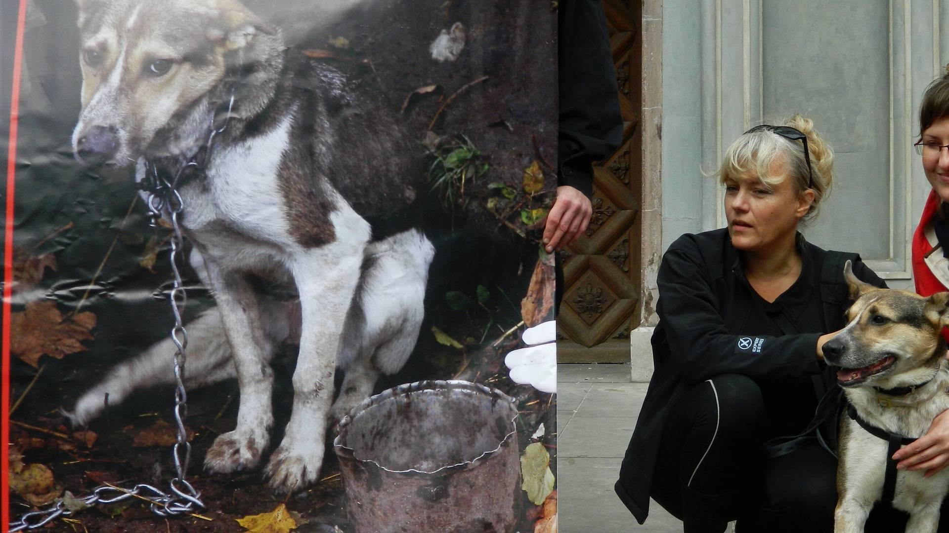 OTOZ Animals. Organizacja, która ratuje zwierzęta z dramatu, dziś sama ...