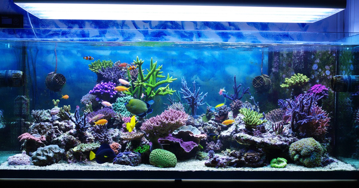 Co powinno znaleźć się w akwarium? - Kobieta