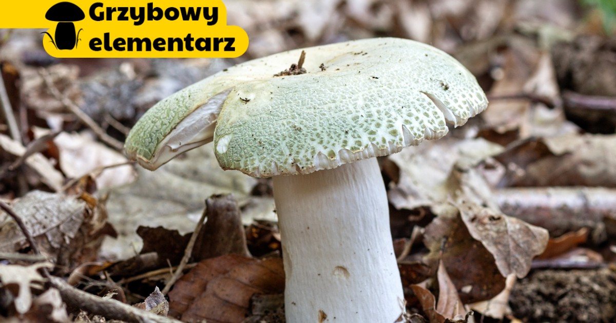 Są pyszne i bardzo zdrowe. Ale uwaga - młodych grzybów lepiej nie zbierać