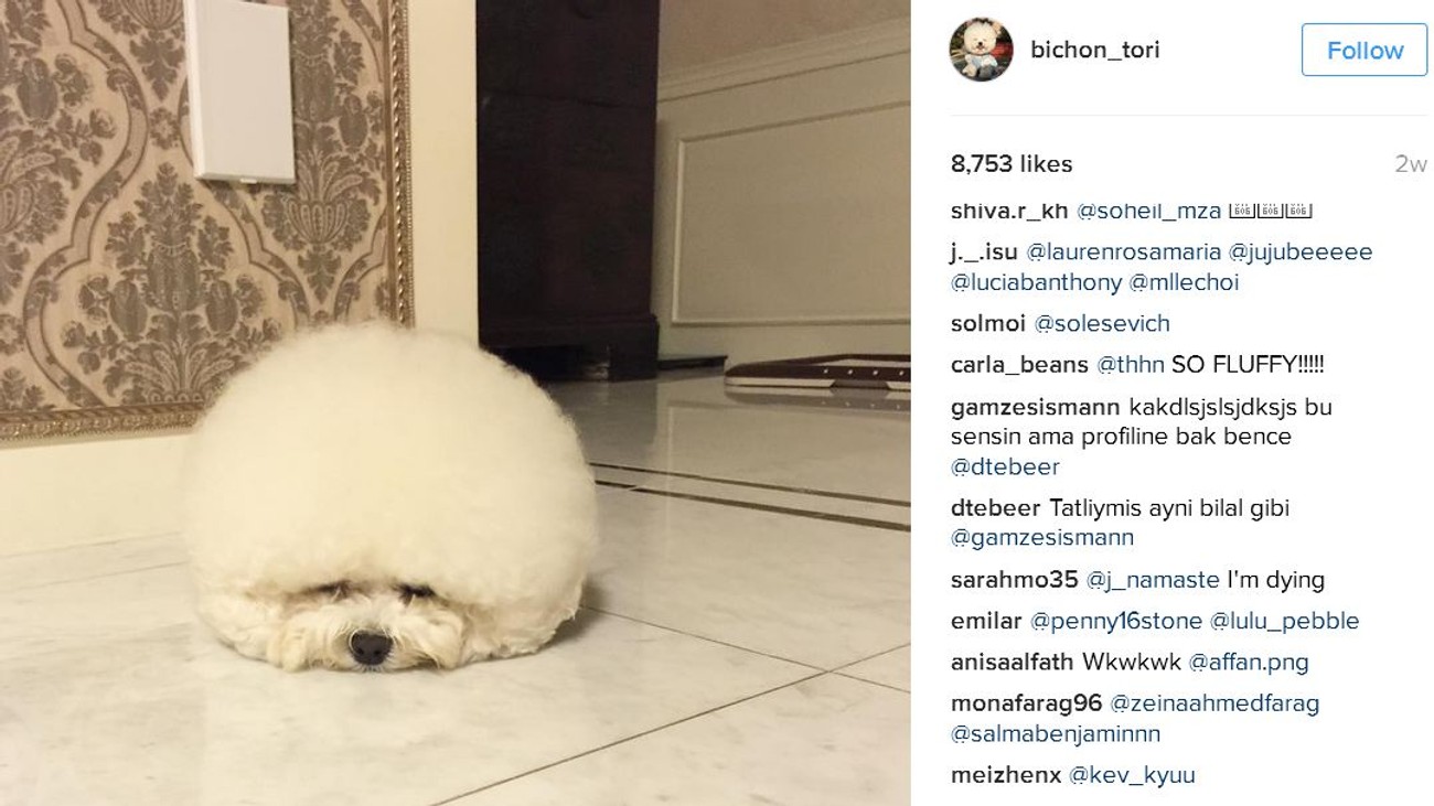 KLUPKO ILI OBLAK Da li je ovo najslađi pas na svetu? - Blic