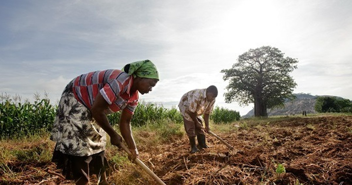 Surge Africa’s nature-based solutions boosting Nigerian farmers ...