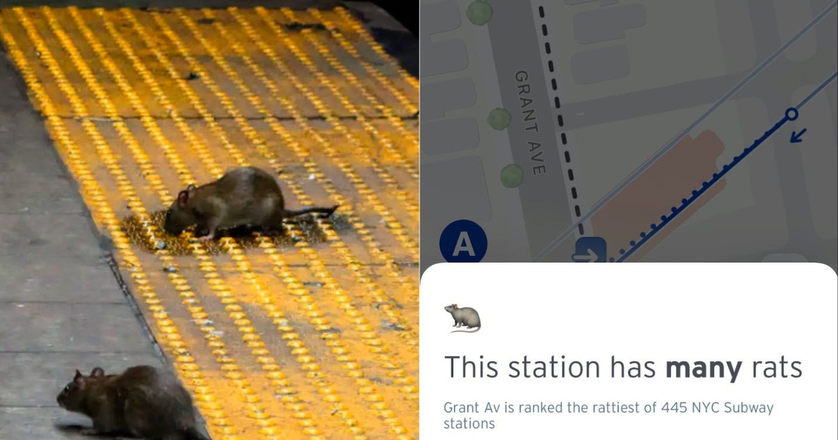 An app is tracking rat sightings at New York subway stations on a scale ...