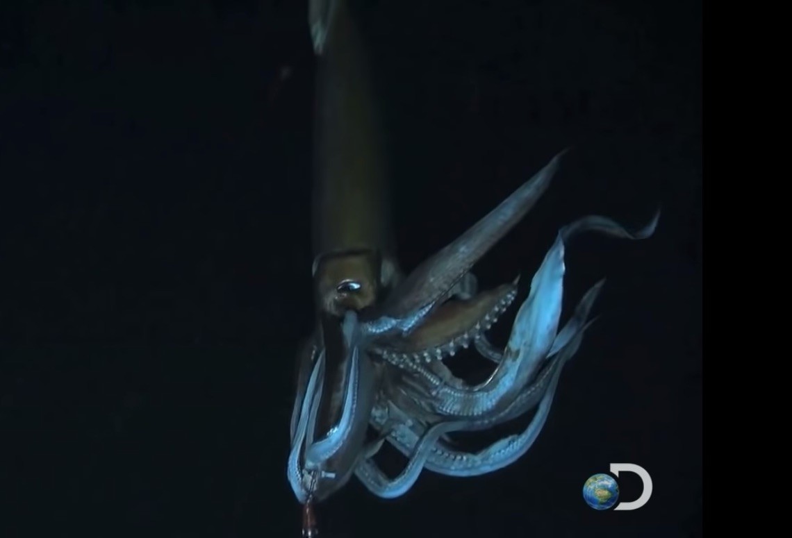 Why giant squid, the once mythical kraken of the deep, are still ...