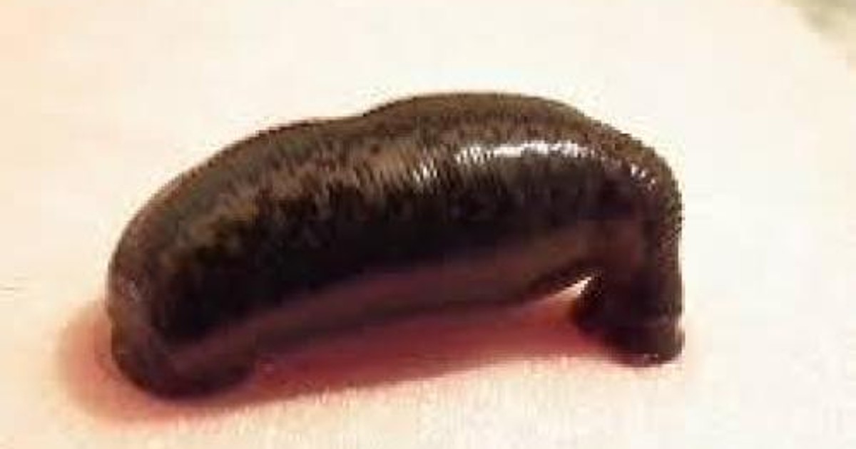 Így gyógyítja az embert a pióca - Blikk