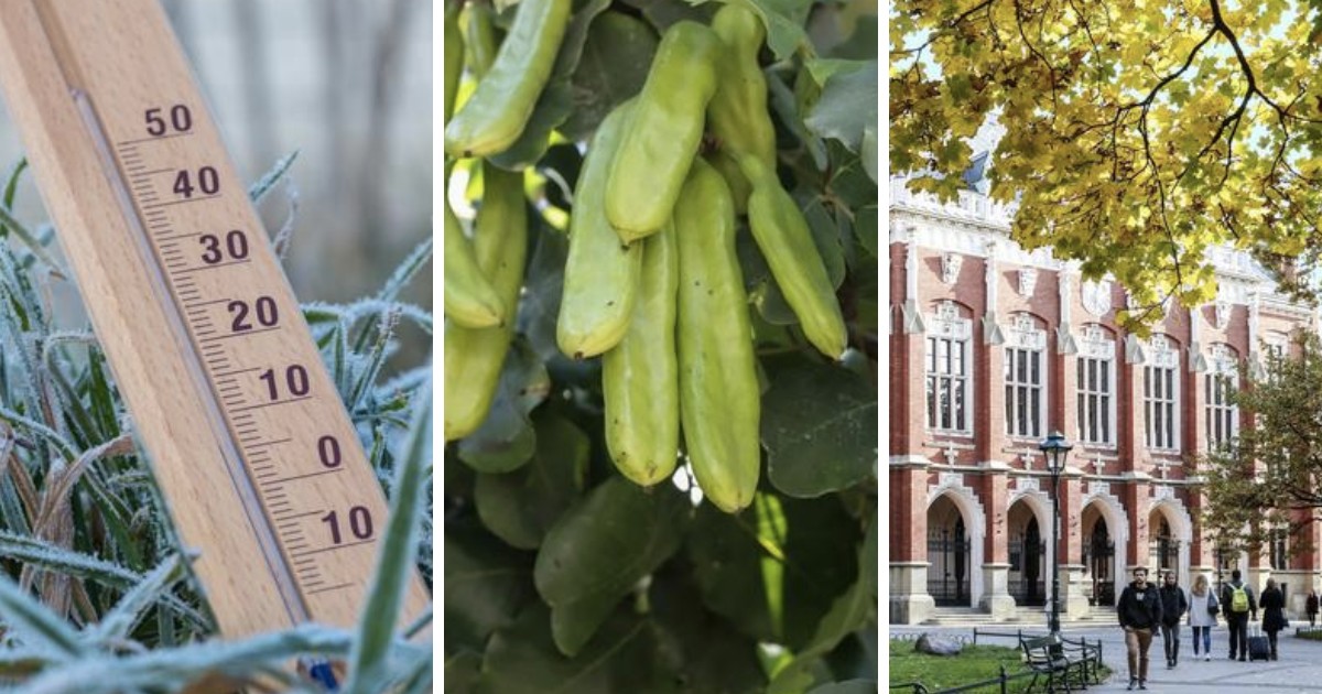 Dasz radę nie popełnić błędu? 20/20 zdobędzie tylko prawdziwy ...