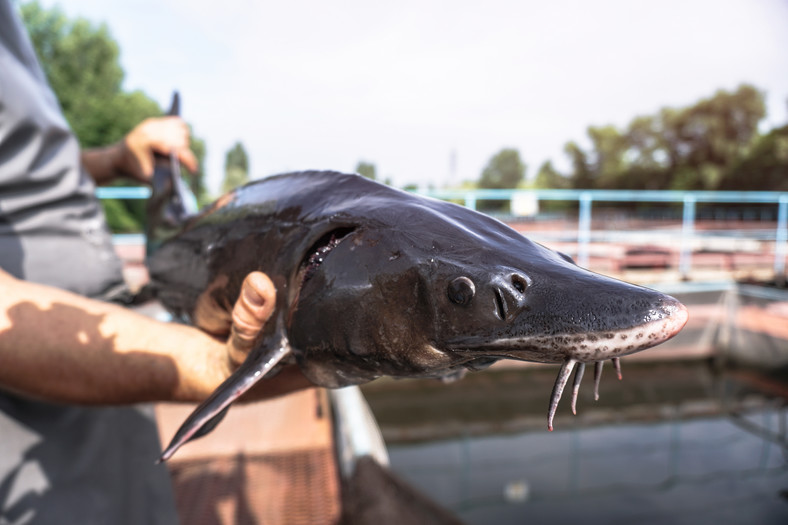 Gatunki chronione w Polsce - jakie zwierzęta w Polsce są pod ochroną - Podróże