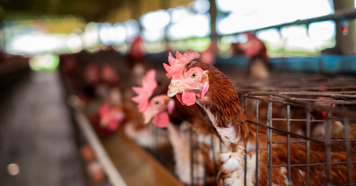 Problemy mięsnego giganta. Tyson Foods traci na wartości i zamyka ...