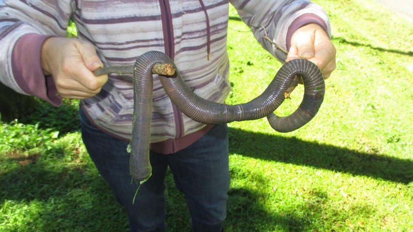 Australia. Kelli Mace złapała ogromną dżdżownicę