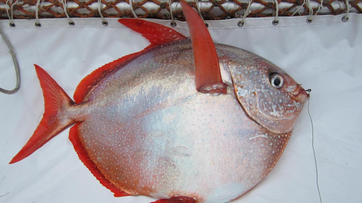 Strojnik czyli ryba księżycowa. Pierwsza stałocieplna ryba odnaleziona ...