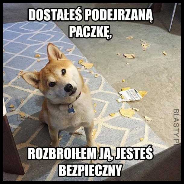 Słynny "pieseł" nie żyje. Wspominamy memy z "piesełem" w roli głównej ...