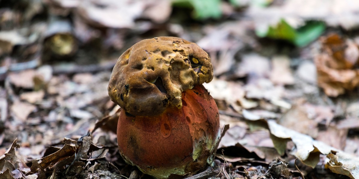 Grzyb szatan – jak wygląda, jak odróżnić - Zdrowie