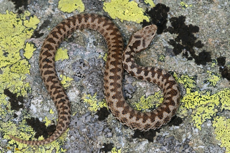 Żmija zygzakowata: jak rozpoznać żmije zygzakowatą - Podróże