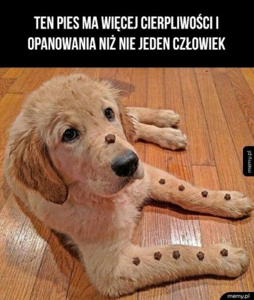 Najlepsze memy o psach. Te czworonogi rozbawią do łez [GALERIA] - Kobieta