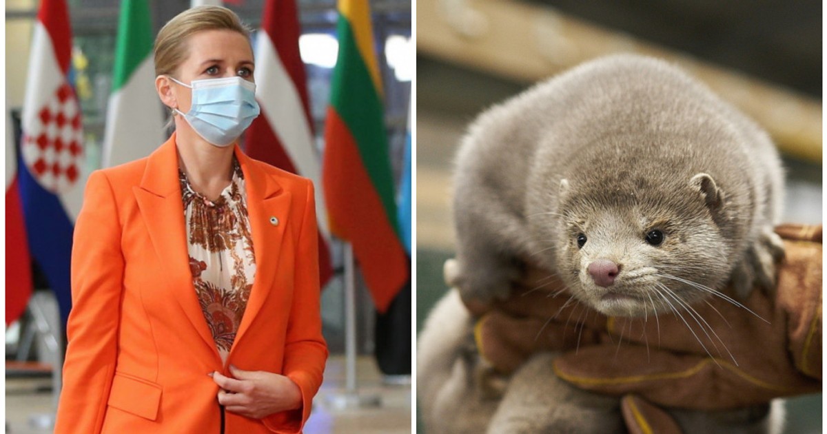 Koronawirus w Europie. Dania zamyka cały region z powodu wykrycia mutacji