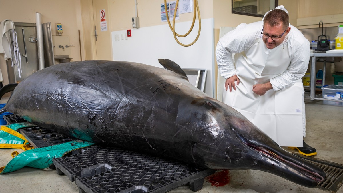 Mistično džinovsko stvorenje iz okeana: Naučnici na Novom Zelandu ...