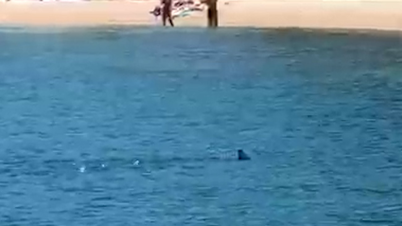 Da li ima ajkula u hrvatskom delu Jadrana: Ima 33 vrste, prošle godine uhvaćena velika bela - Blic