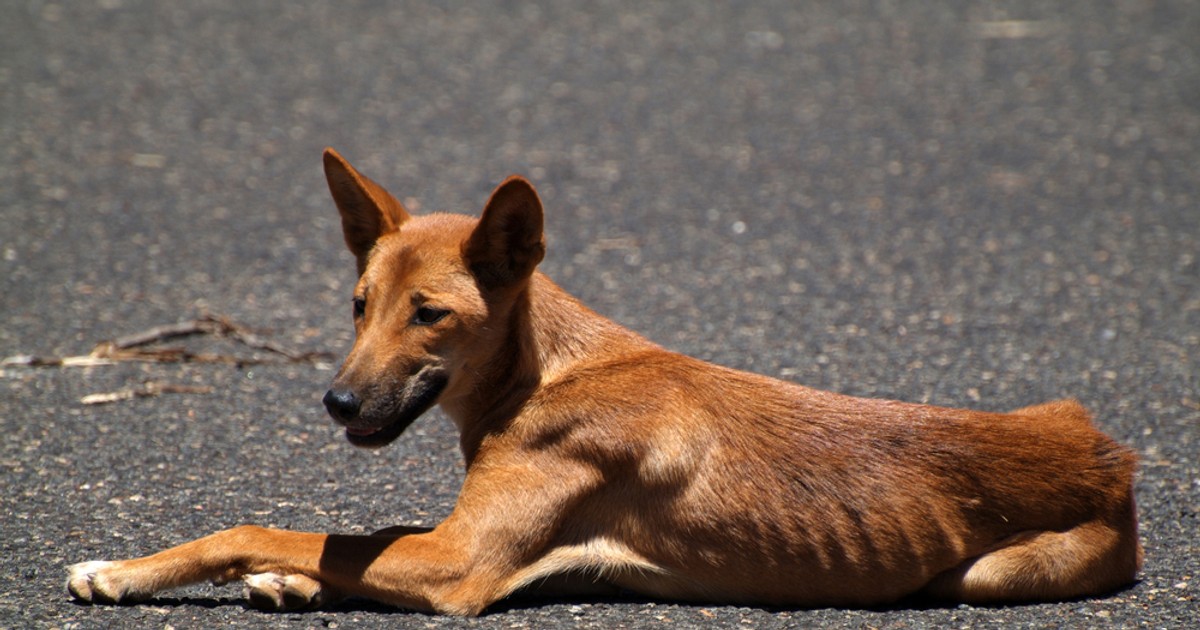 Australia: zakaz karmienia psów dingo - Podróże