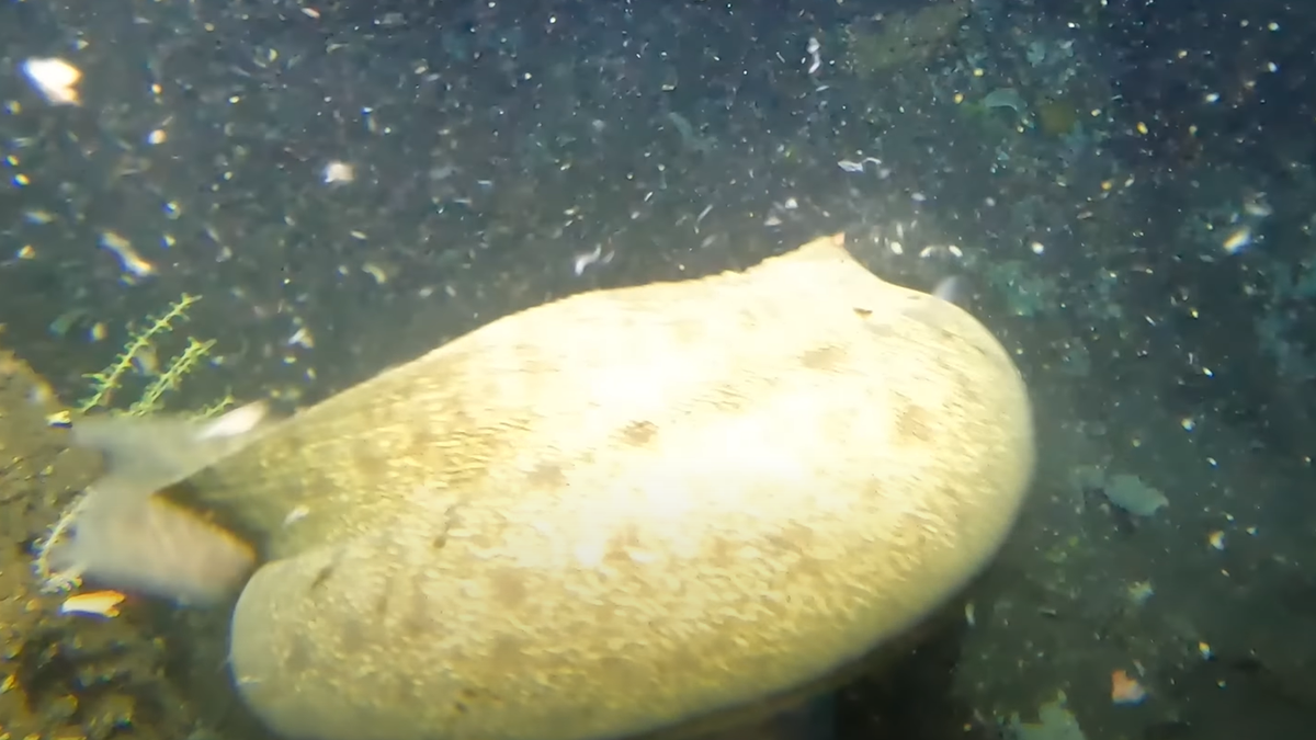 Spustio kameru na 150 metara dubine: Iz tame okeana pojavio se opasni ...