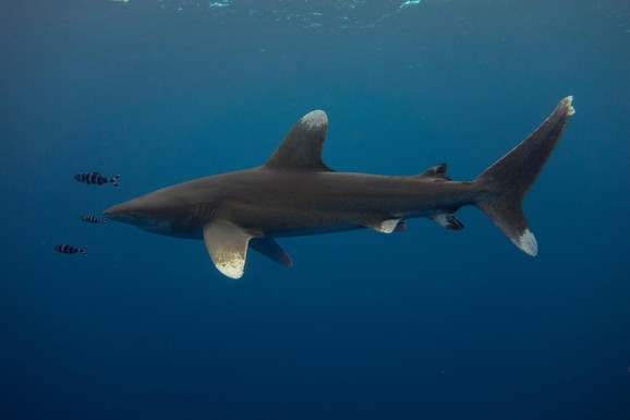 Bela ajkula koja je slučajno uhvaćena u Japanu UGINULA U AKVARIJUMU