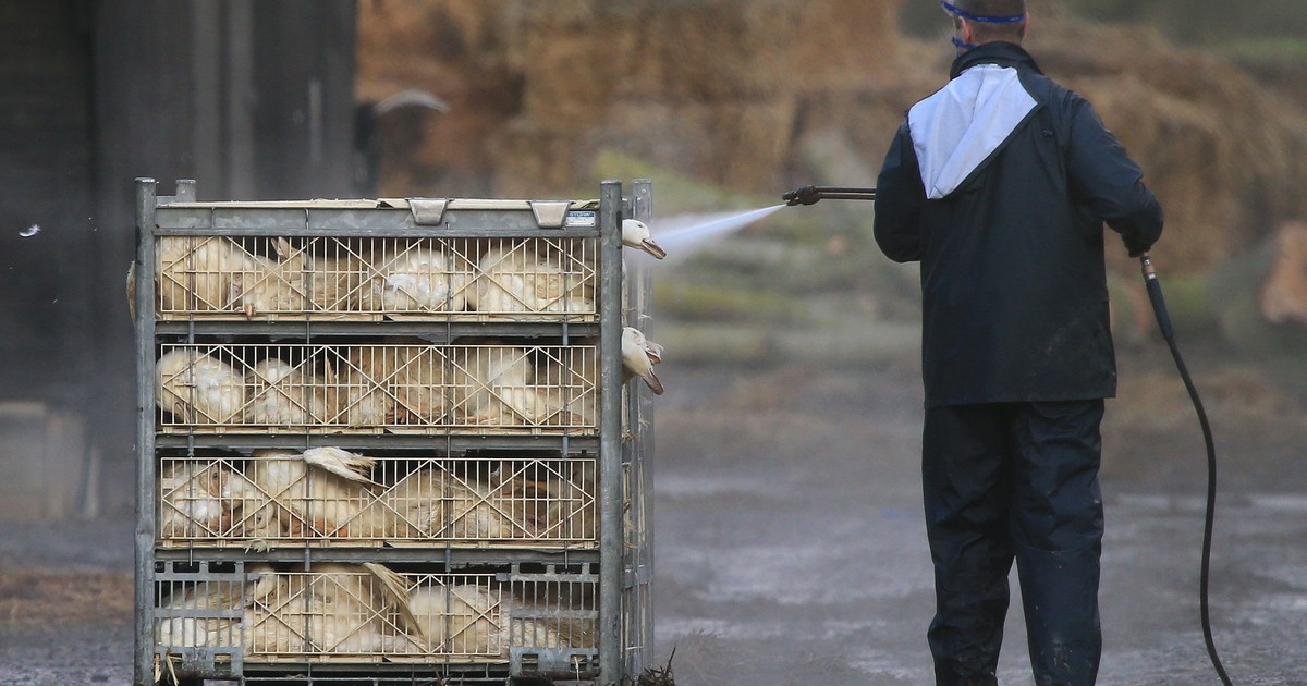 Ptasia grypa u ludzi. Objawy i zagrożenia wirusem H5N1