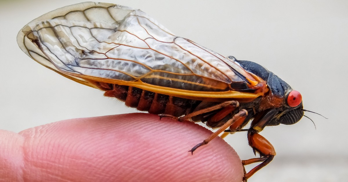 Tajemnicza cykada zniknęła na ponad 100 lat. Teraz wróciła - Podróże