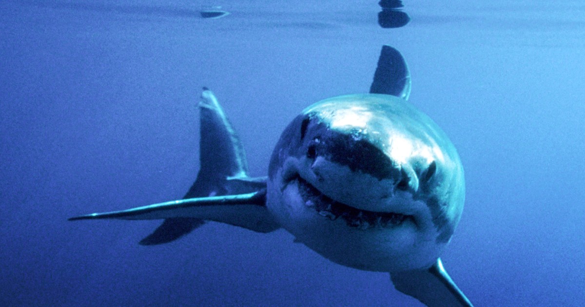 Tydzień z rekinami: "Atak rekina: zasadzka na turystów" w piątek 25 ...