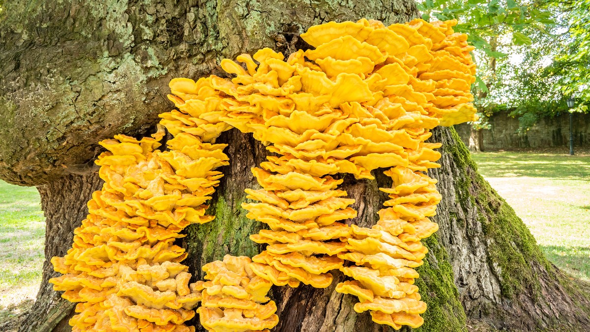 Nieznane smaki lasu – jadalne huby, które rzadko zbieramy - Zielony Onet