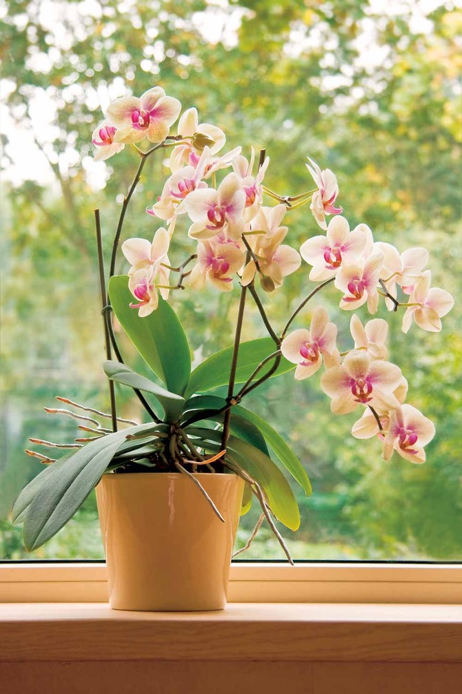 Orhideje držite na prozoru - Zena.rs