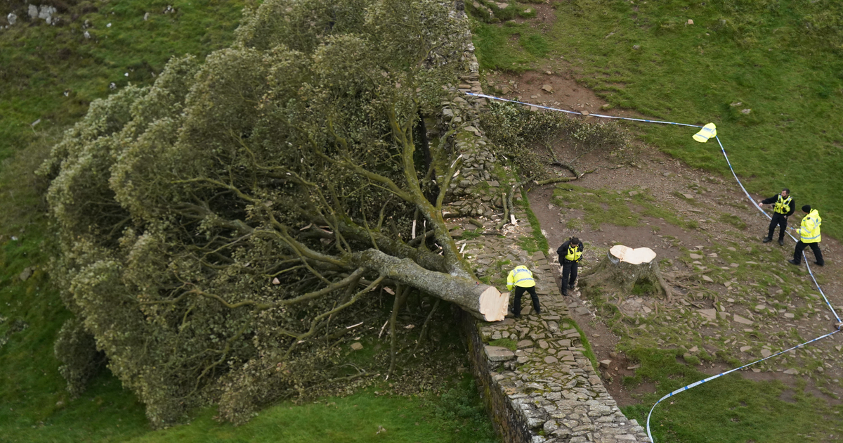 The Sycamore Gap tree lives on - sapling planted at historic Hadrian's ...