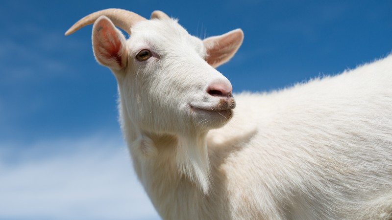 Koza online schauen in Deutsch mit deutschen Untertiteln 1440 21:9 ...