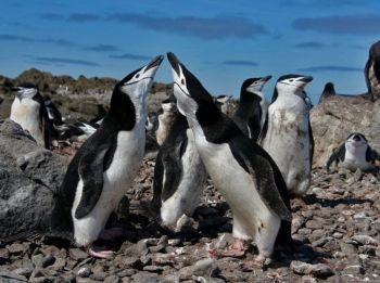 Zagrożone antarktyczne pingwiny Adeli | Newsweek